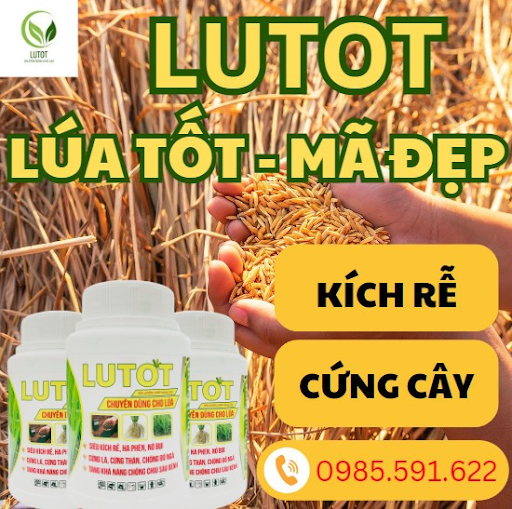 LUTOT-CỰC PHẨM CHO CÂY LÚA